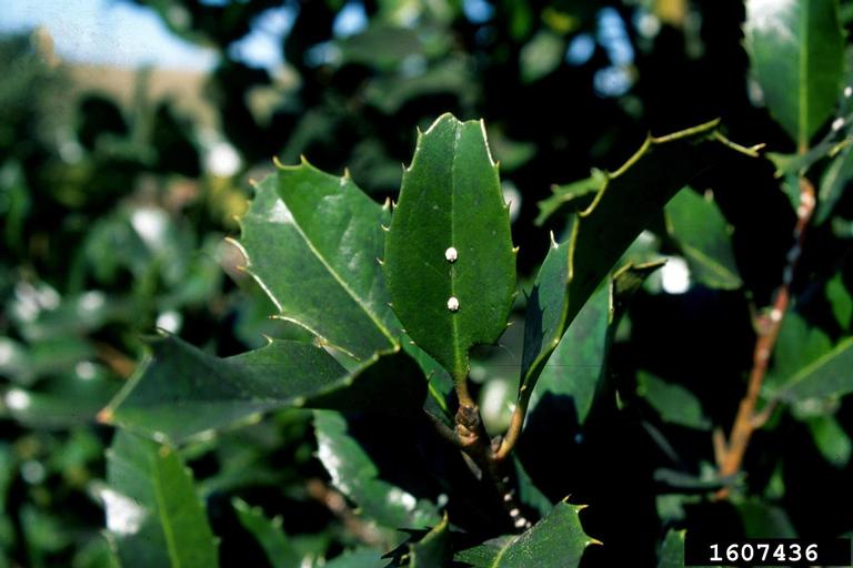 Florida wax scale (Ceroplastes floridensis Comstock)