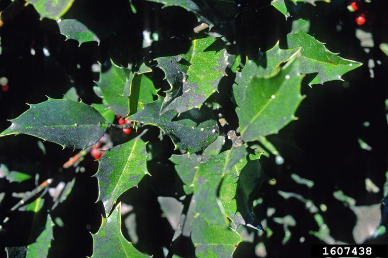 Florida wax scale (Ceroplastes floridensis)