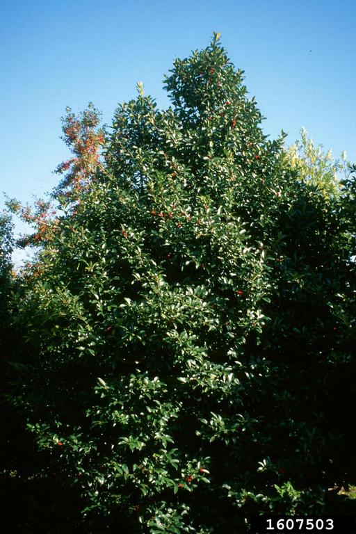 holly (Ilex x koehneana)