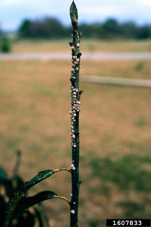 Florida wax scale (Ceroplastes floridensis Comstock)