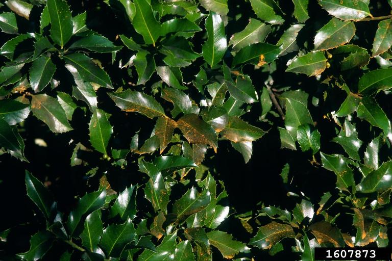 holly (Genus Ilex)