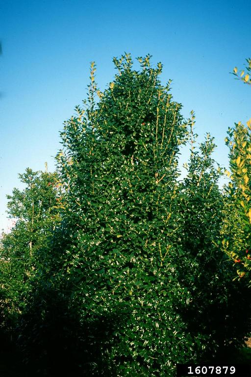 holly (Genus Ilex)