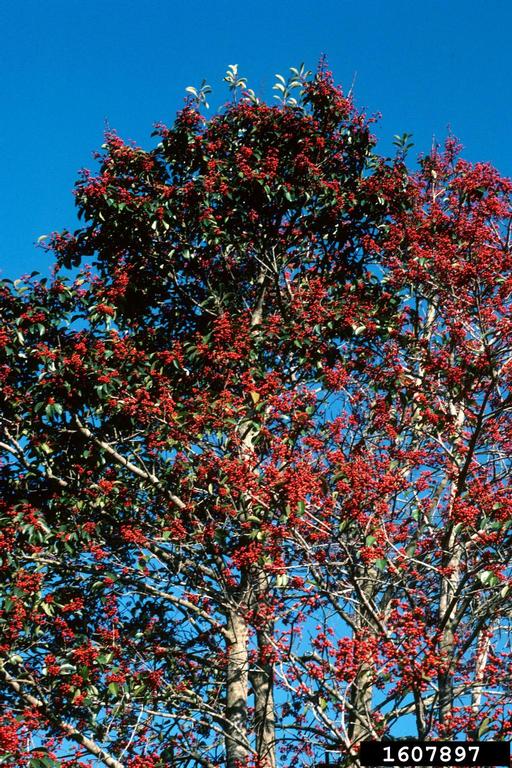 Kurogane holly, Ilex rotunda (Celastrales: Aquifoliaceae) - 1607897
