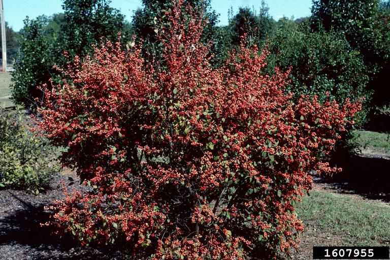 common winterberry (Ilex verticillata (L.) Gray)