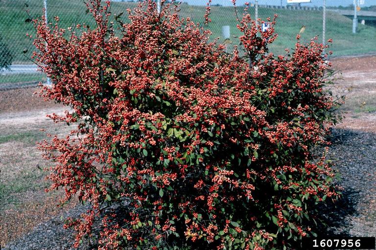 common winterberry (Ilex verticillata)