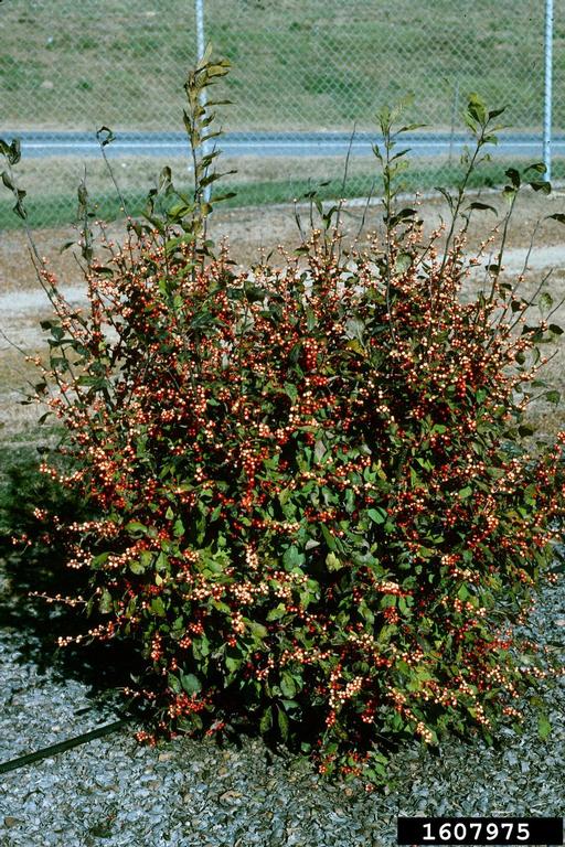 common winterberry (Ilex verticillata (L.) Gray)