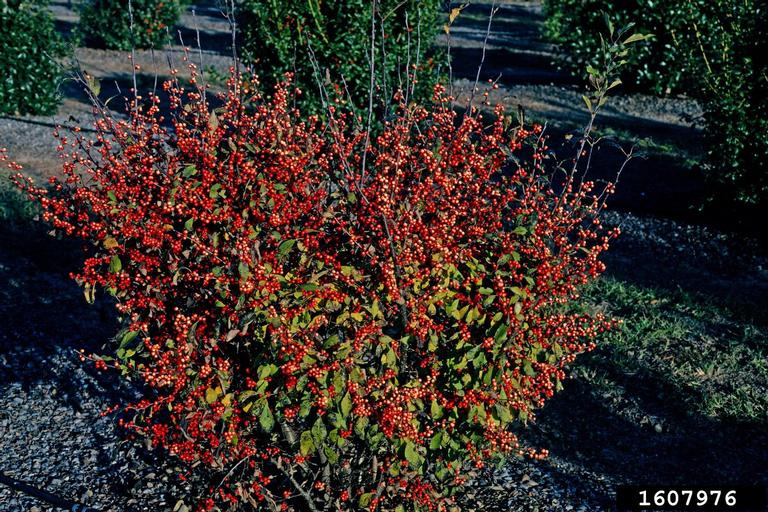 common winterberry (Ilex verticillata (L.) Gray)