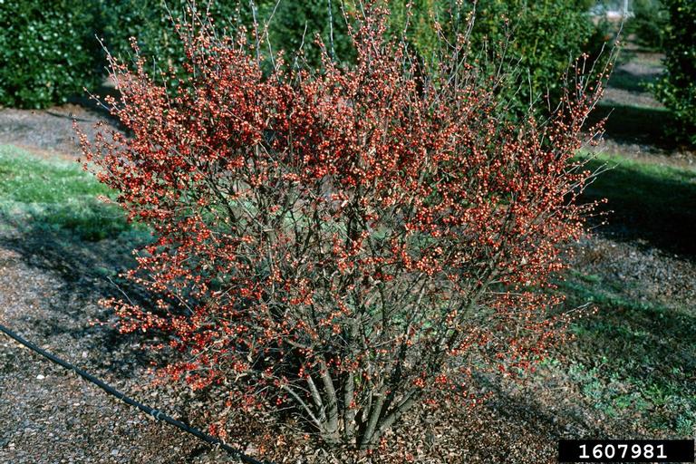 common winterberry (Ilex verticillata)