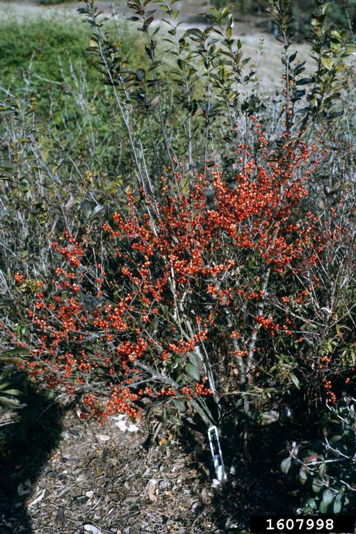 common winterberry (Ilex verticillata)