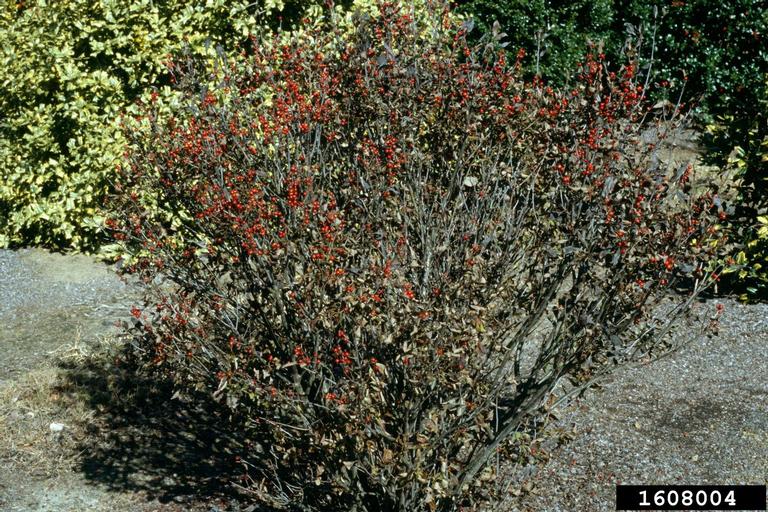 common winterberry (Ilex verticillata)