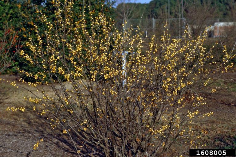 common winterberry (Ilex verticillata)