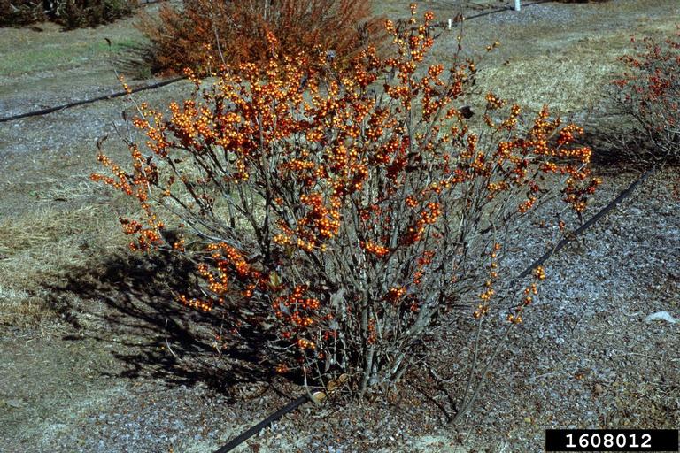 common winterberry (Ilex verticillata)
