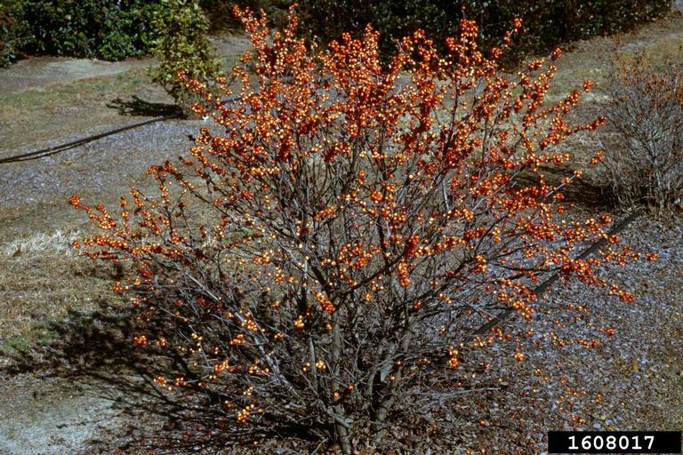 common winterberry, Ilex verticillata (Celastrales: Aquifoliaceae ...