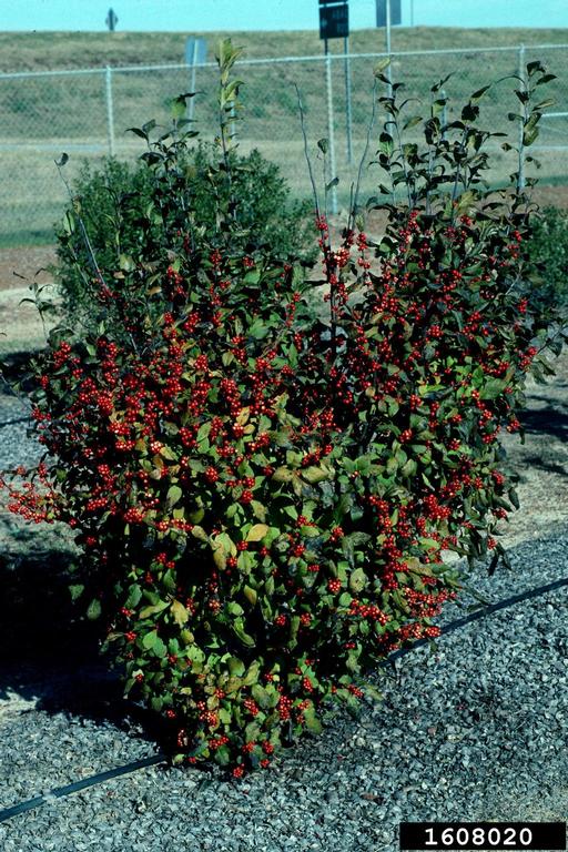 common winterberry (Ilex verticillata)