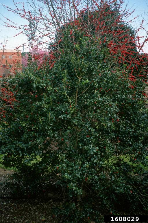 holly (Genus Ilex)