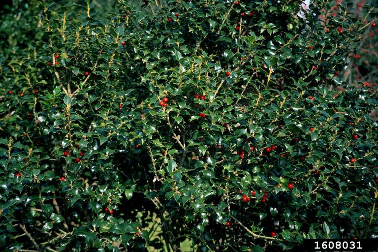 holly (Genus Ilex)