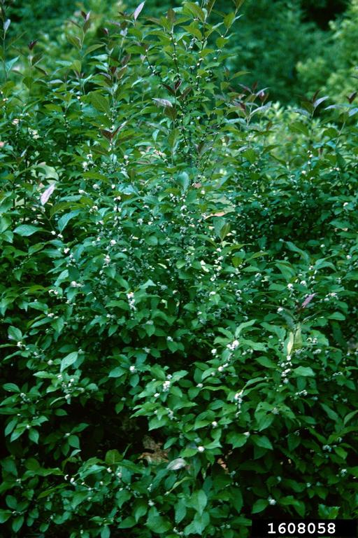 common winterberry (Ilex verticillata)