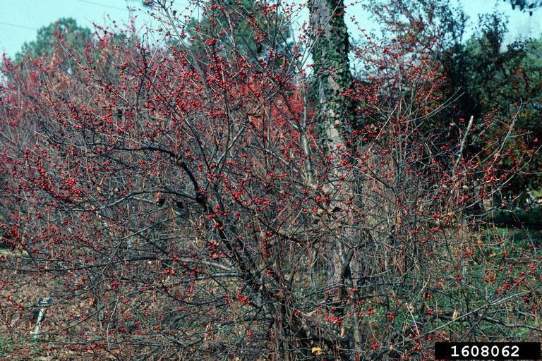 common winterberry (Ilex verticillata)
