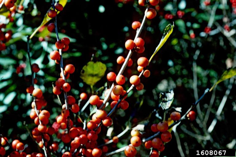 common winterberry (Ilex verticillata (L.) Gray)