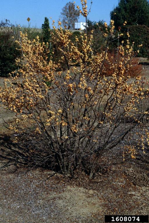common winterberry (Ilex verticillata (L.) Gray)