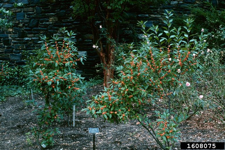common winterberry (Ilex verticillata)