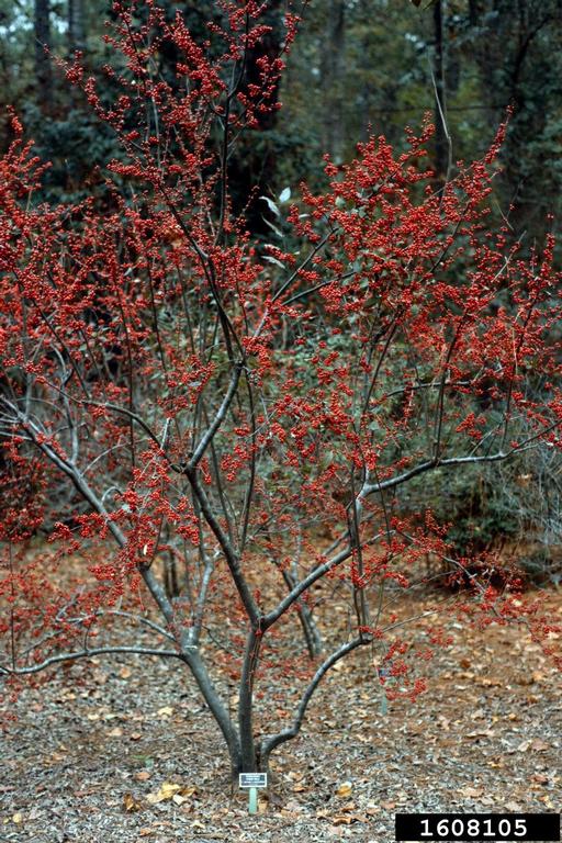 common winterberry (Ilex verticillata)