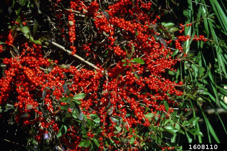 common winterberry (Ilex verticillata (L.) Gray)