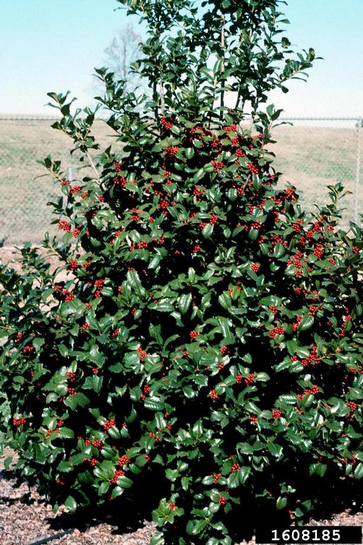 holly (Genus Ilex)