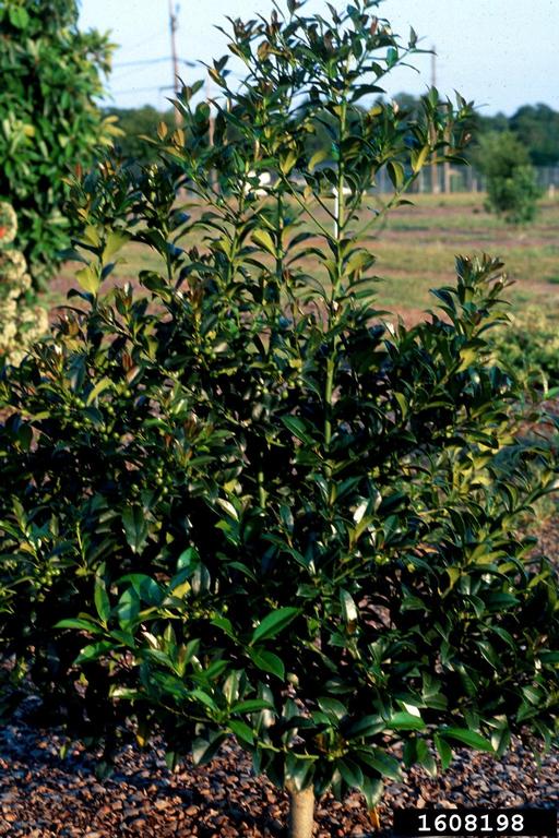 holly (Genus Ilex)