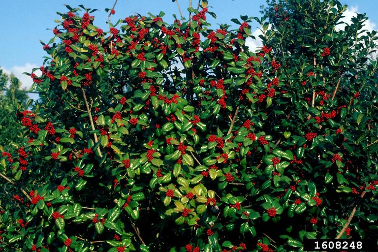 holly (Genus Ilex)