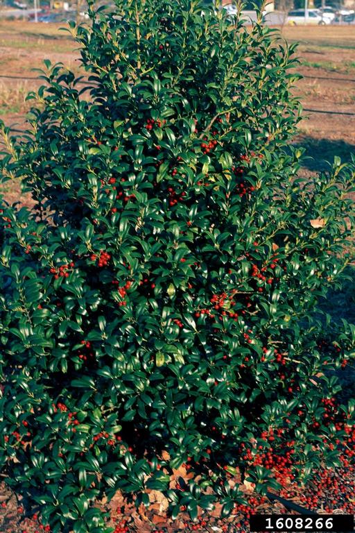 holly (Genus Ilex)