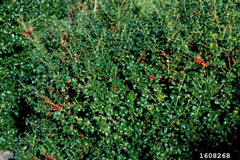 holly (Genus Ilex L.)