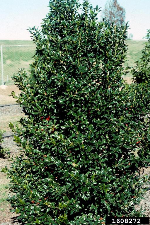 holly (Genus Ilex L.)
