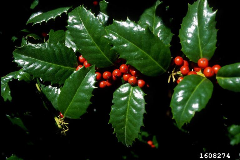holly (Genus Ilex L.)