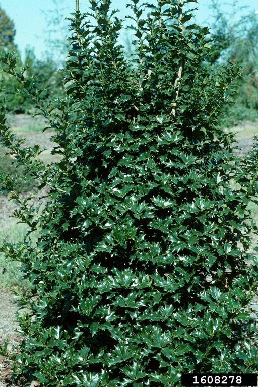 holly (Genus Ilex)