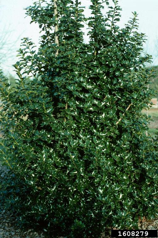 holly (Genus Ilex L.)