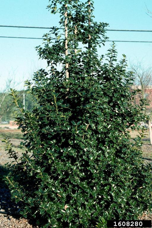 holly (Genus Ilex)