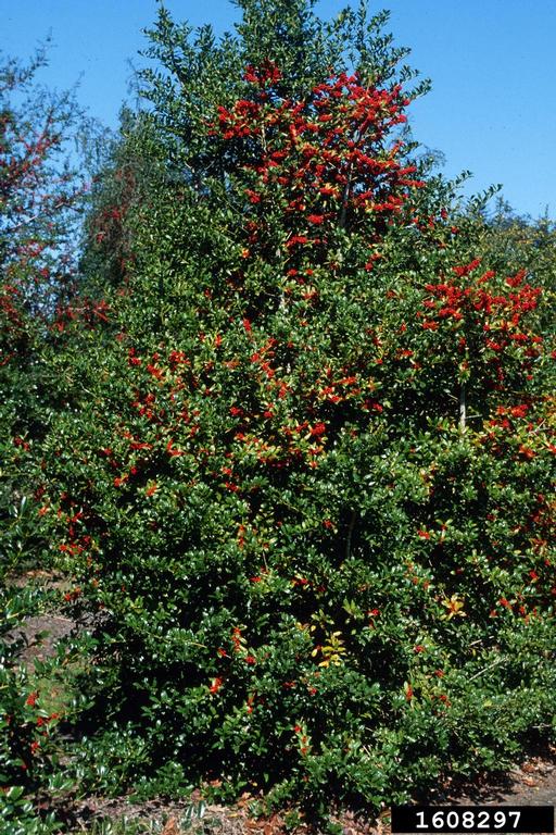 holly (Genus Ilex)
