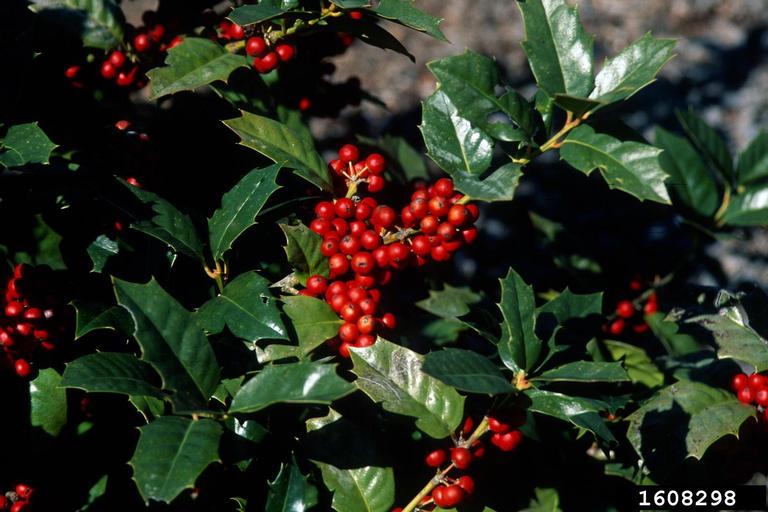 holly (Genus Ilex)