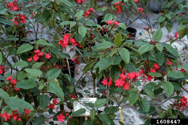 peregrina (Jatropha integerrima Jacq.)