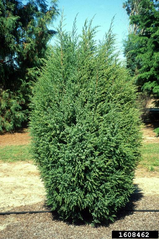 Bermuda juniper (Juniperus bermudiana L.)