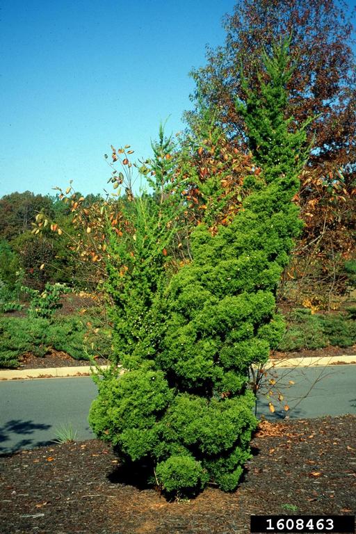 Chinese juniper (Juniperus chinensis)