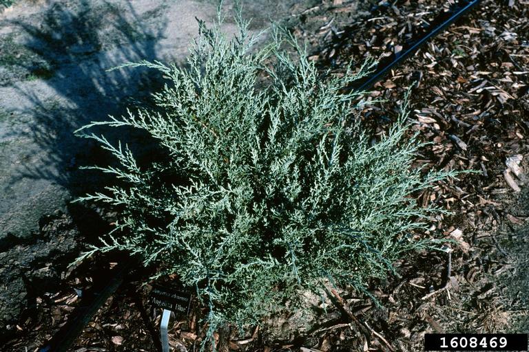 Chinese juniper (Juniperus chinensis)