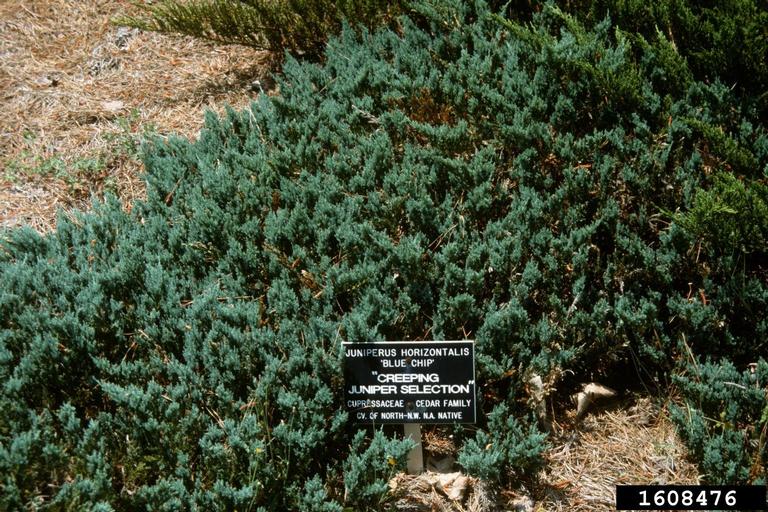 Chinese juniper (Juniperus chinensis L.)