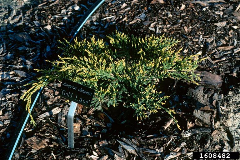 Chinese juniper (Juniperus chinensis)