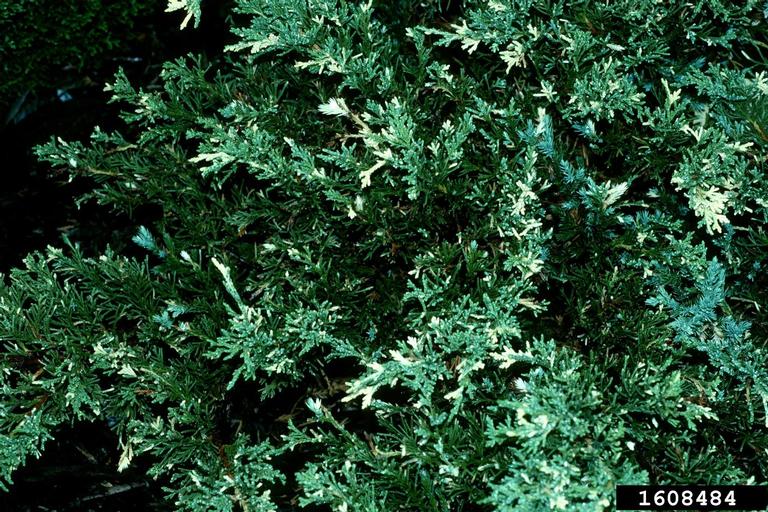 Chinese juniper (Juniperus chinensis L.)