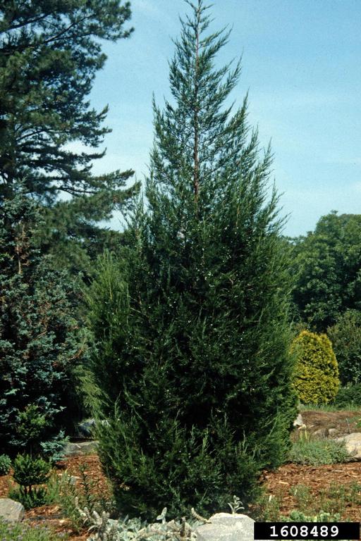 Chinese juniper (Juniperus chinensis)
