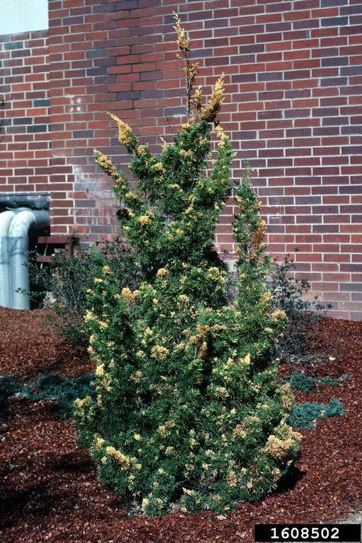Chinese juniper (Juniperus chinensis)