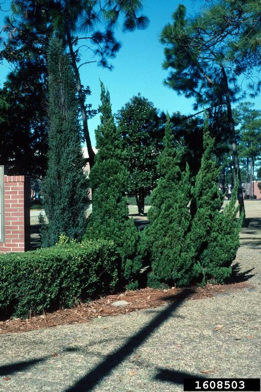 Chinese juniper (Juniperus chinensis)