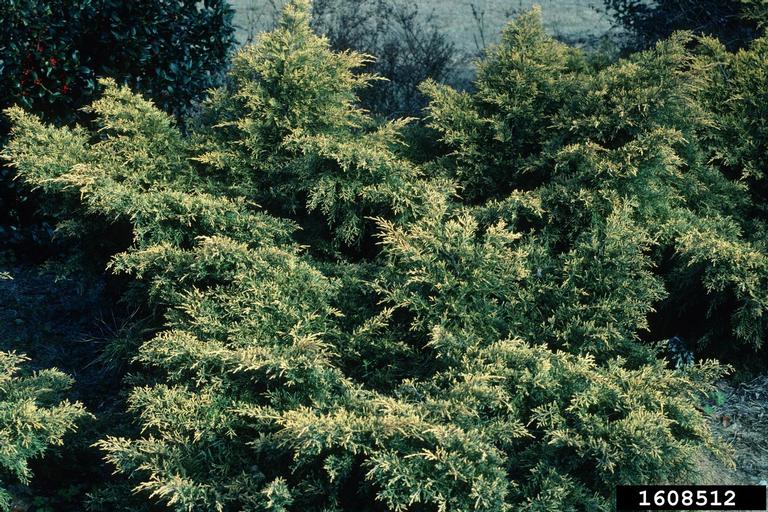 Chinese juniper (Juniperus chinensis)